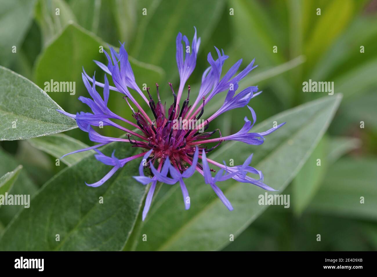 The fagile blue flower mountain cornflower, Centaurea monana Stock ...