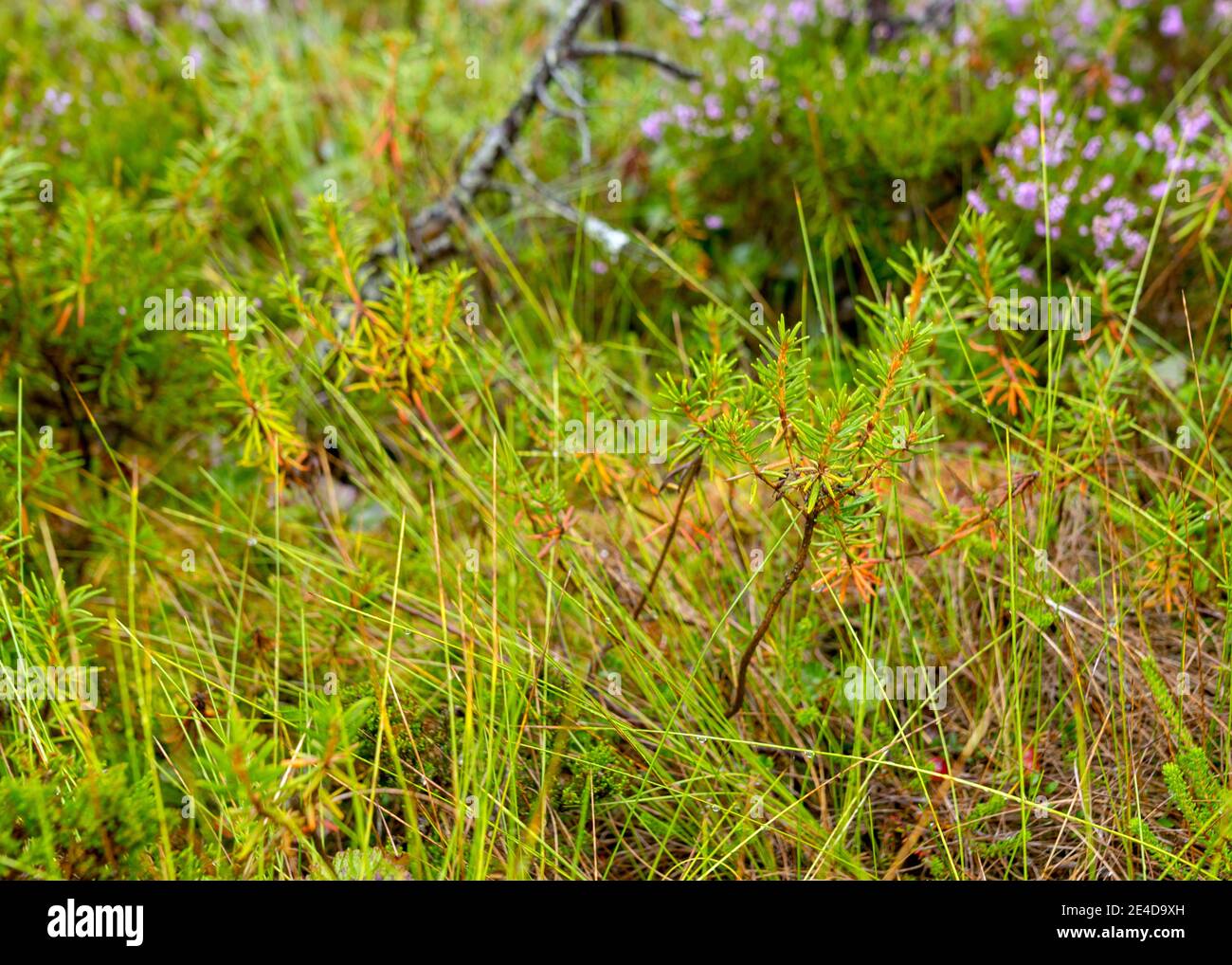 abstract bog moss, lichen and grass texture, bog vegetation, suitable ...