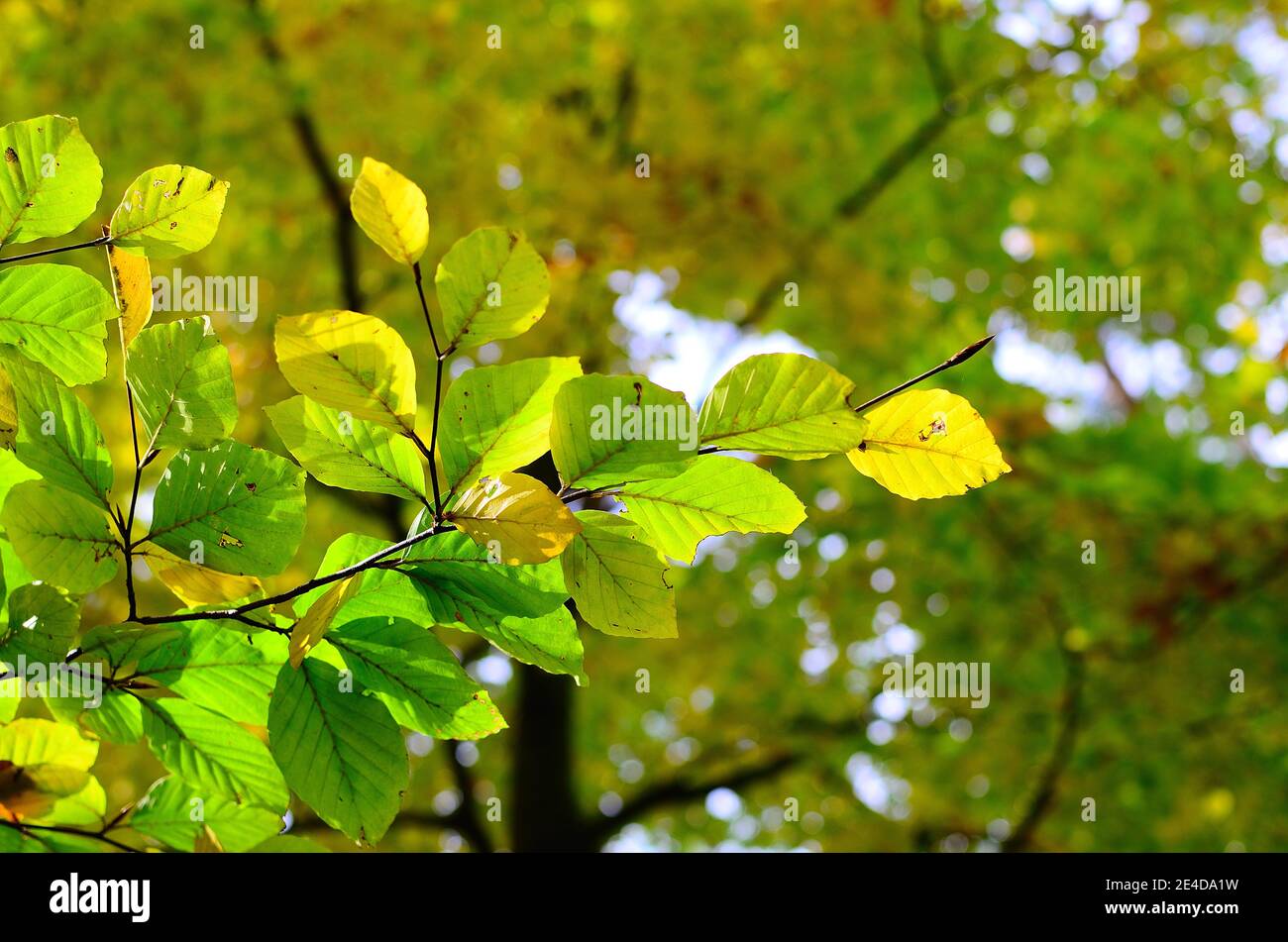 Beginning of falling of leaves hi-res stock photography and images - Alamy