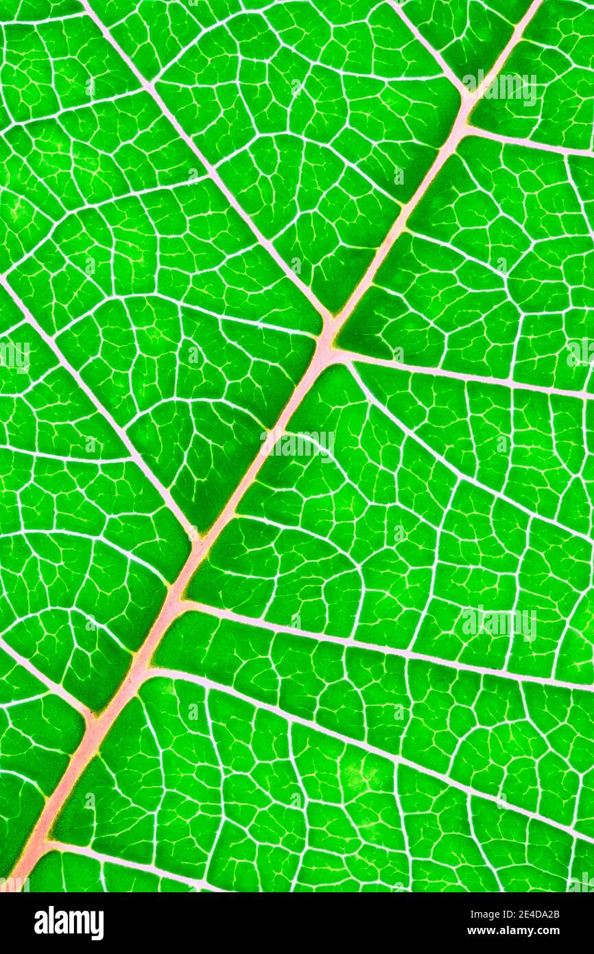 Intricate patterns formed by the veins in a green leaf Stock Photo - Alamy
