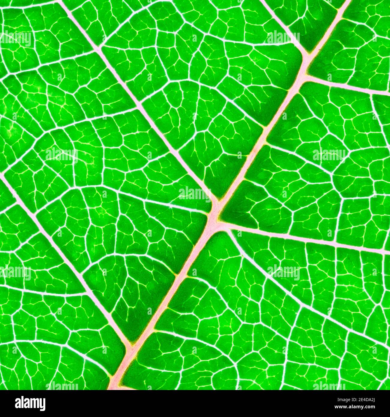 Bright leaf veins hi-res stock photography and images - Alamy