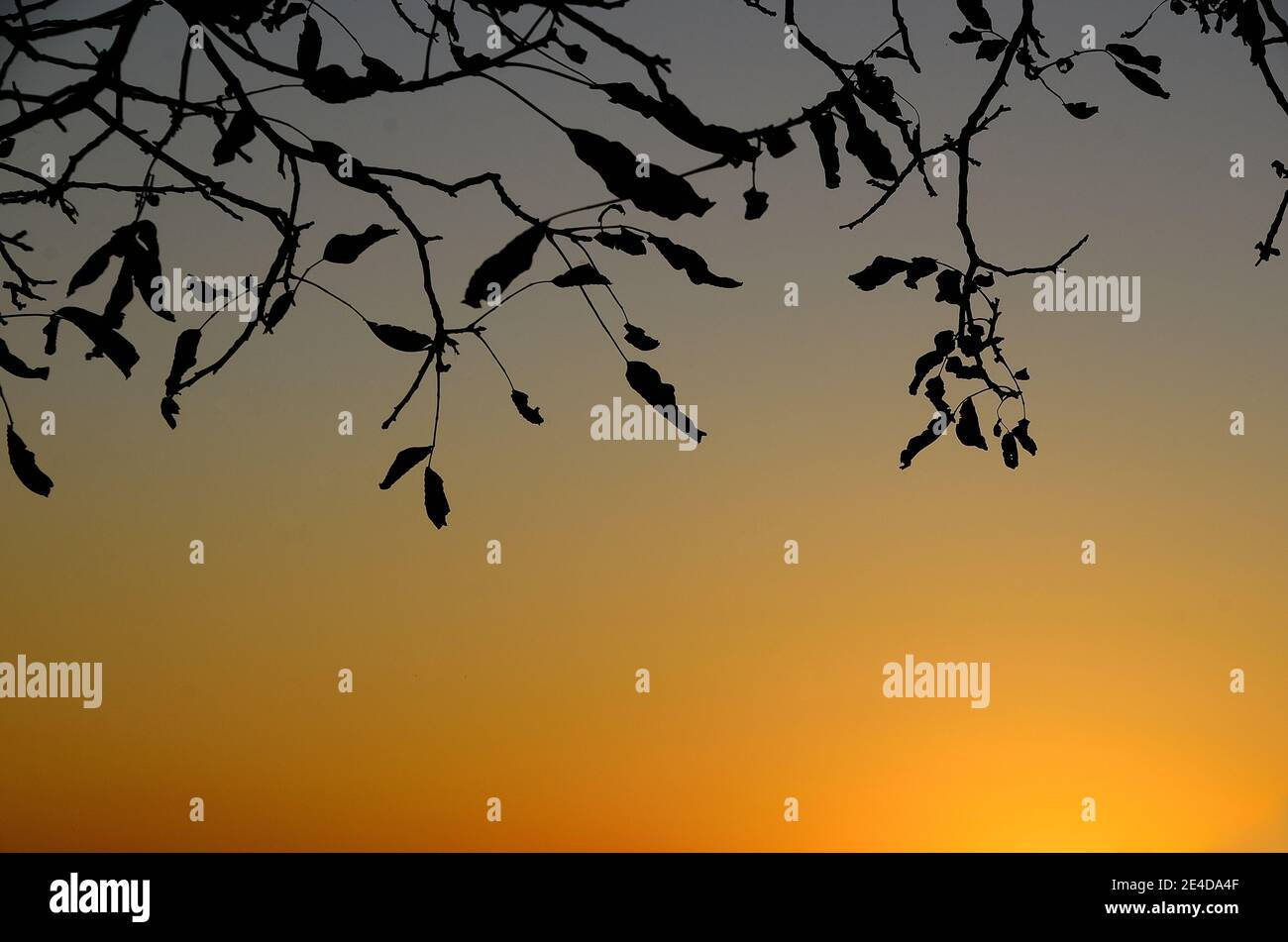 black tree with leaves and tree limbs at sunset Stock Photo - Alamy