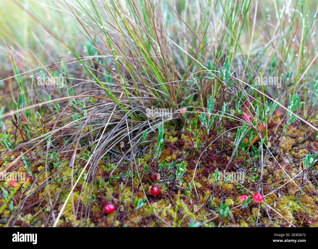 abstract bog moss, lichen and grass texture, bog vegetation, suitable ...
