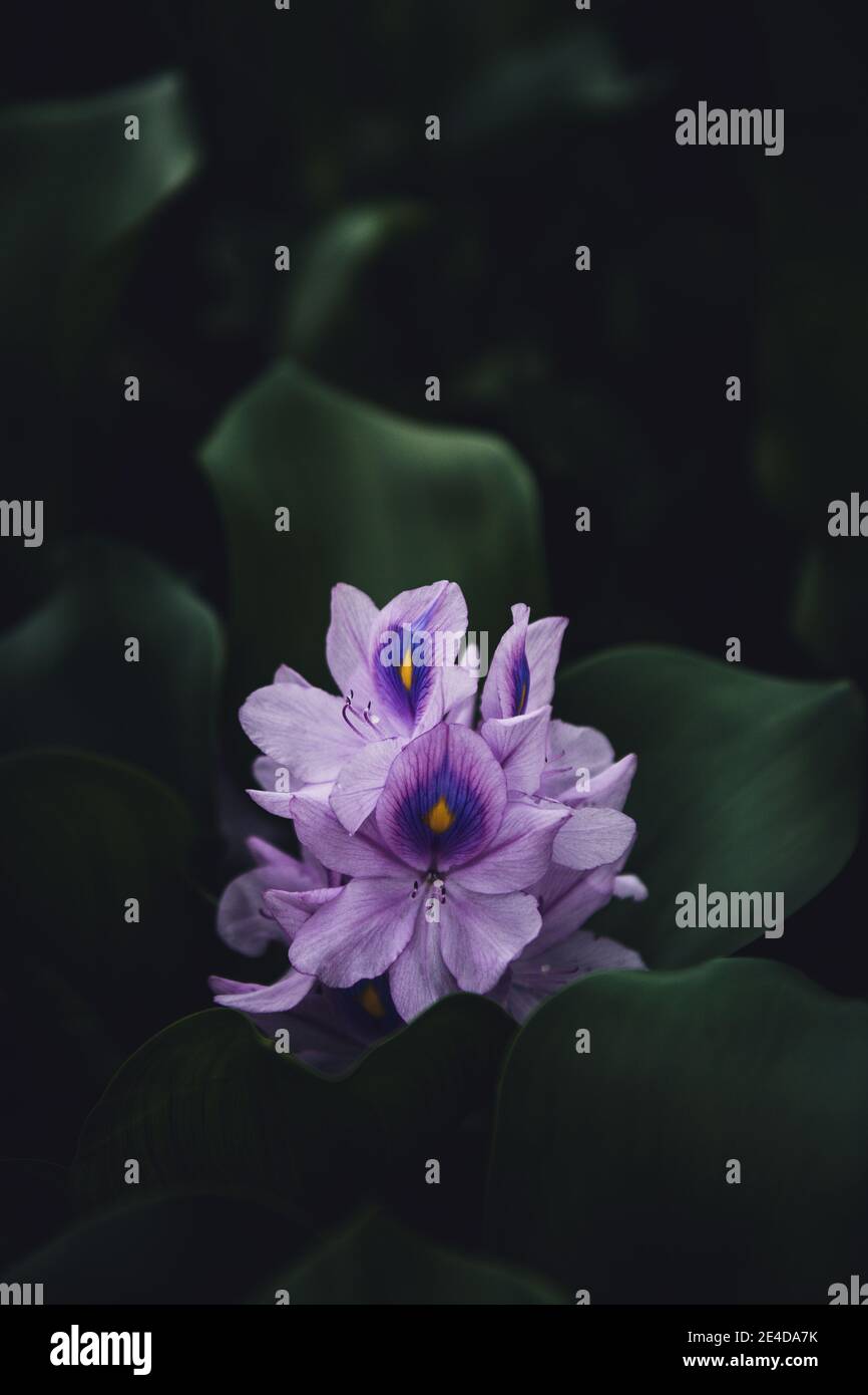 Excellent flower hi-res stock photography and images - Alamy