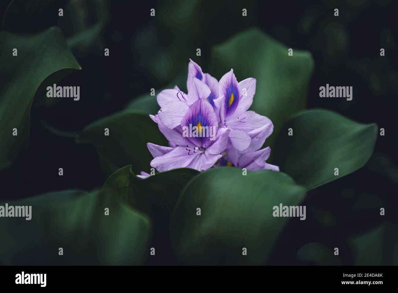 Excellent flower hi-res stock photography and images - Alamy