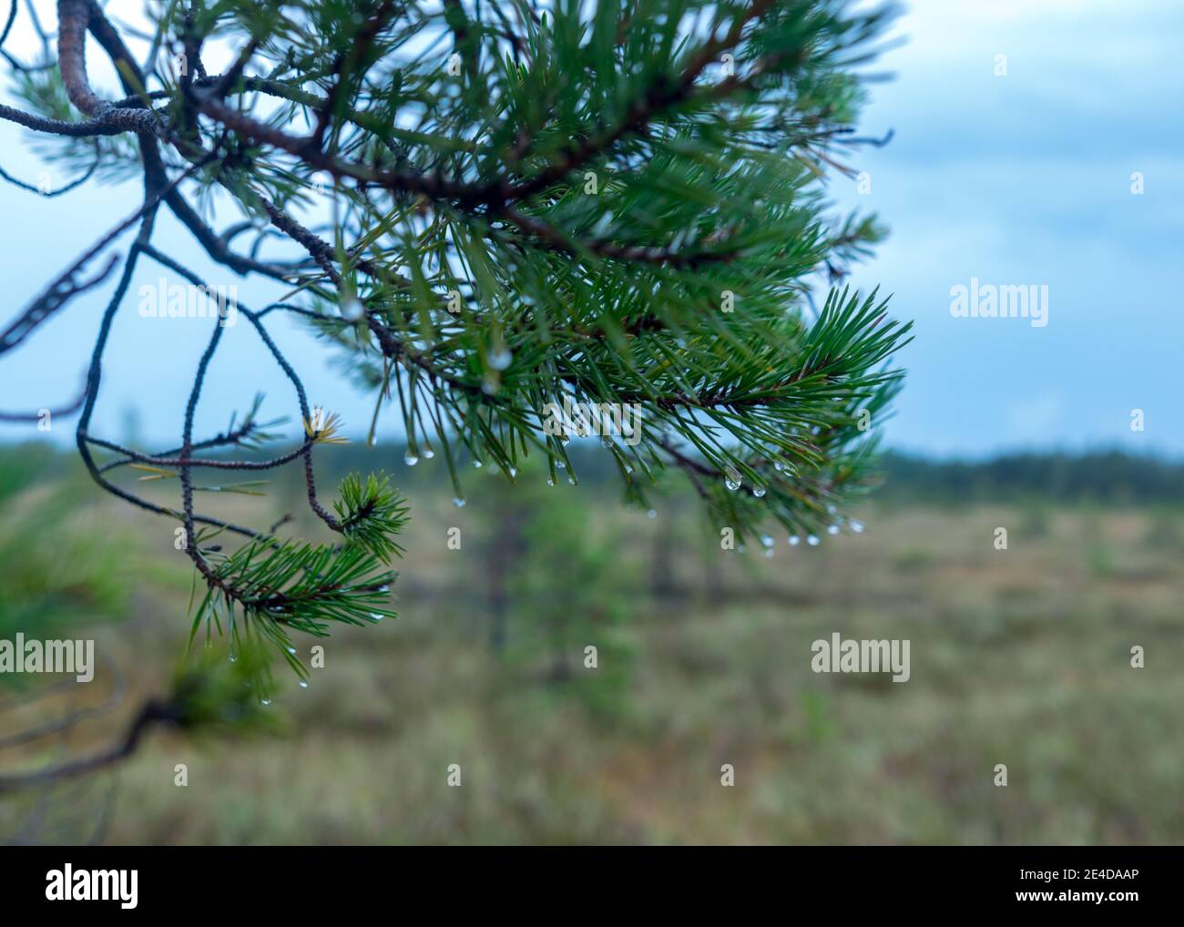 wet pine needles, rain drops fallen into needles, blurred background ...