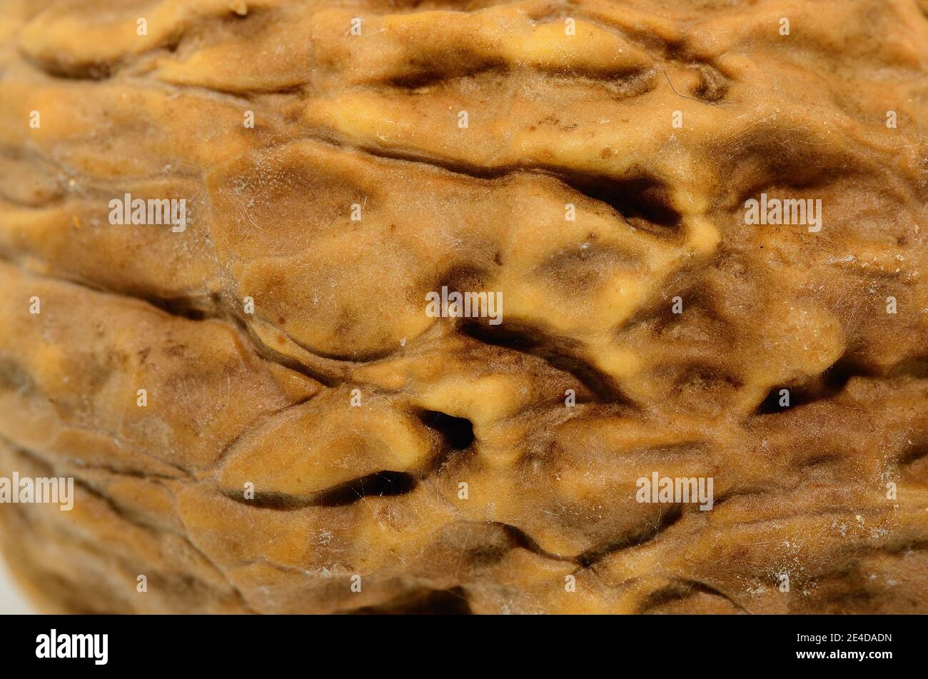 surface of a nut shell macro view Stock Photo - Alamy