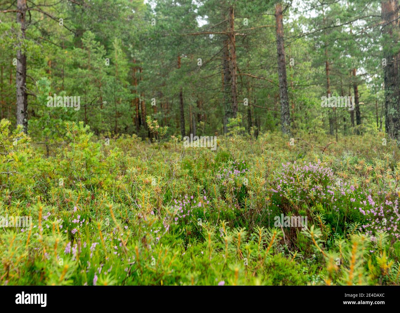 rainy day, rainy background, traditional bog landscape, bog grass and ...