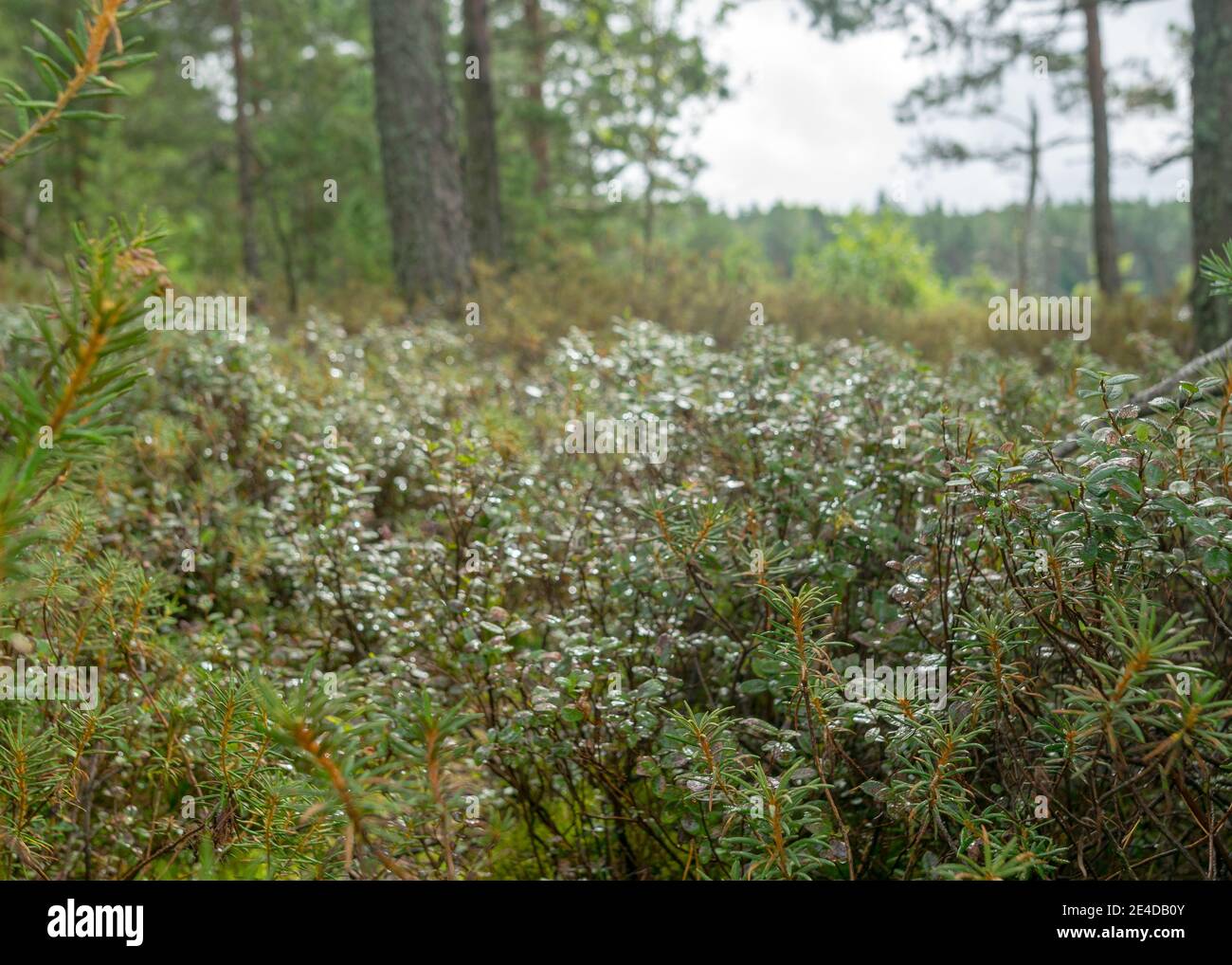 rainy day, rainy background, traditional bog landscape, bog grass and ...