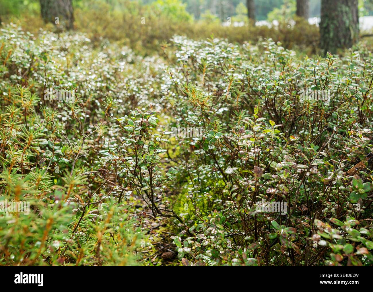 rainy day, rainy background, traditional bog landscape, bog grass and ...