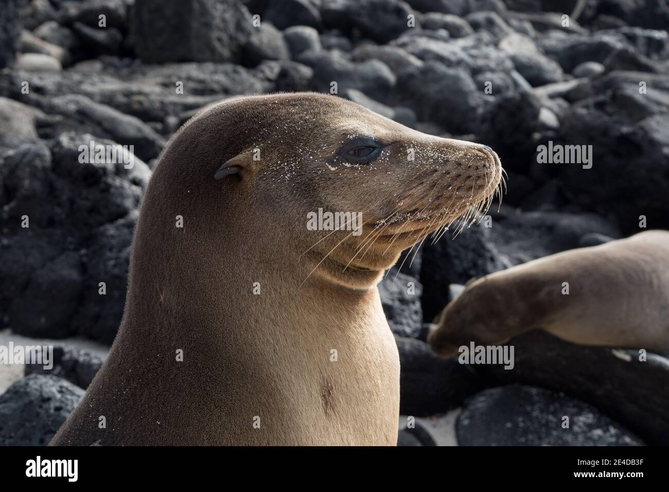 Galápagos sea lion at the coast of Santa Fé which is one of the ...
