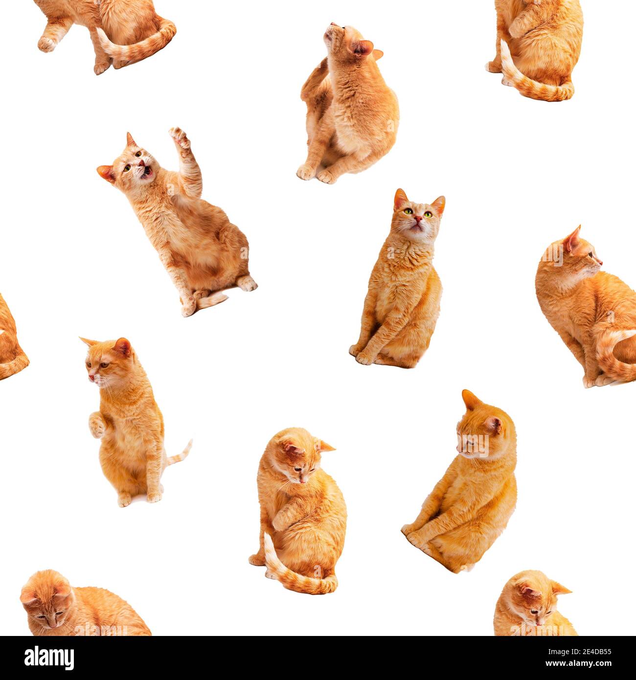 seamless pattern with ginger cat on white background Stock Photo - Alamy
