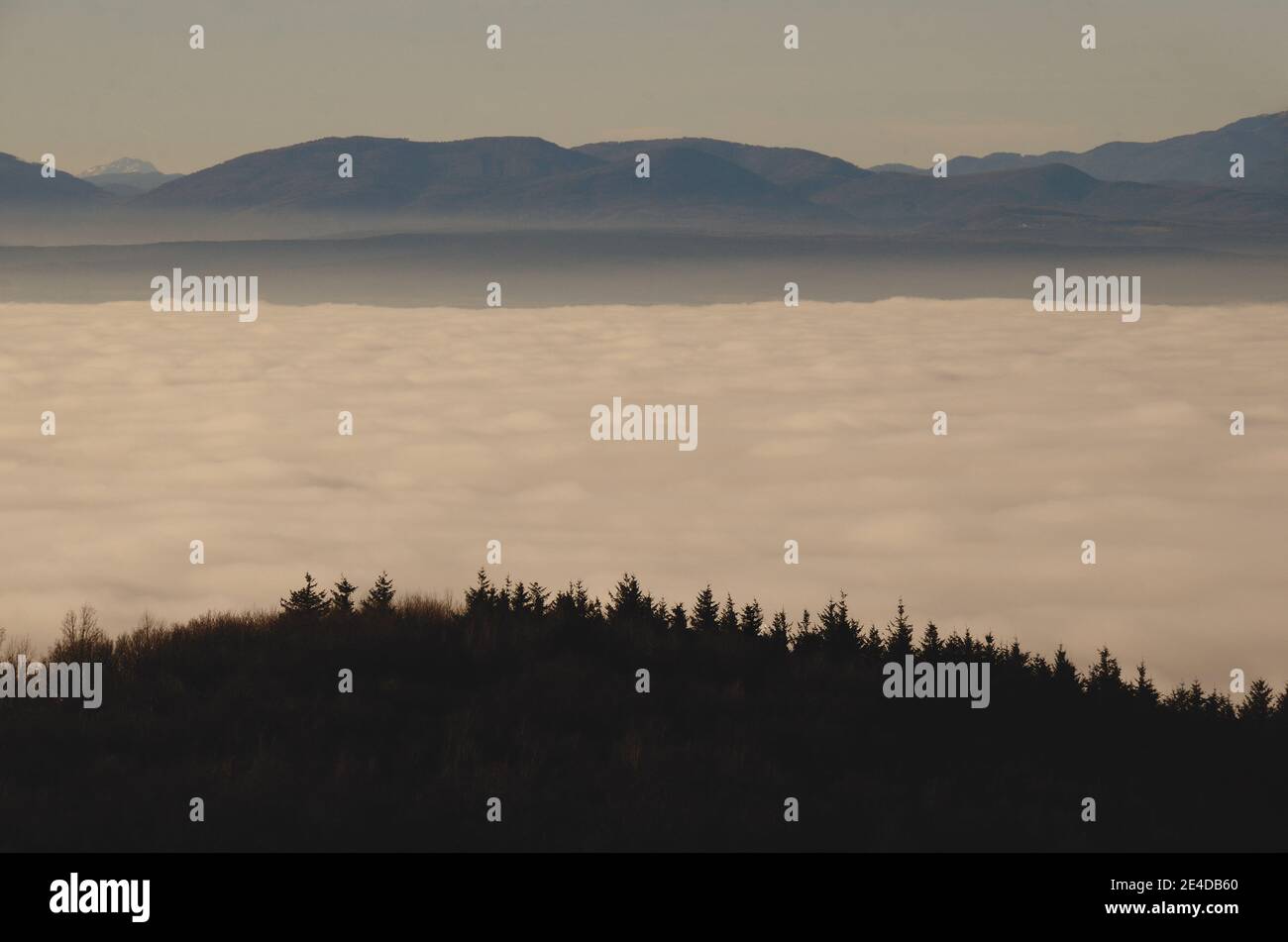 deep dense fog at trees and high mountains Stock Photo - Alamy