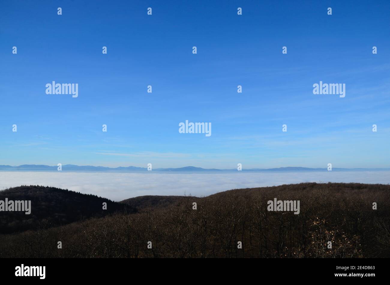 forest in the dense fog and mountains in background Stock Photo - Alamy