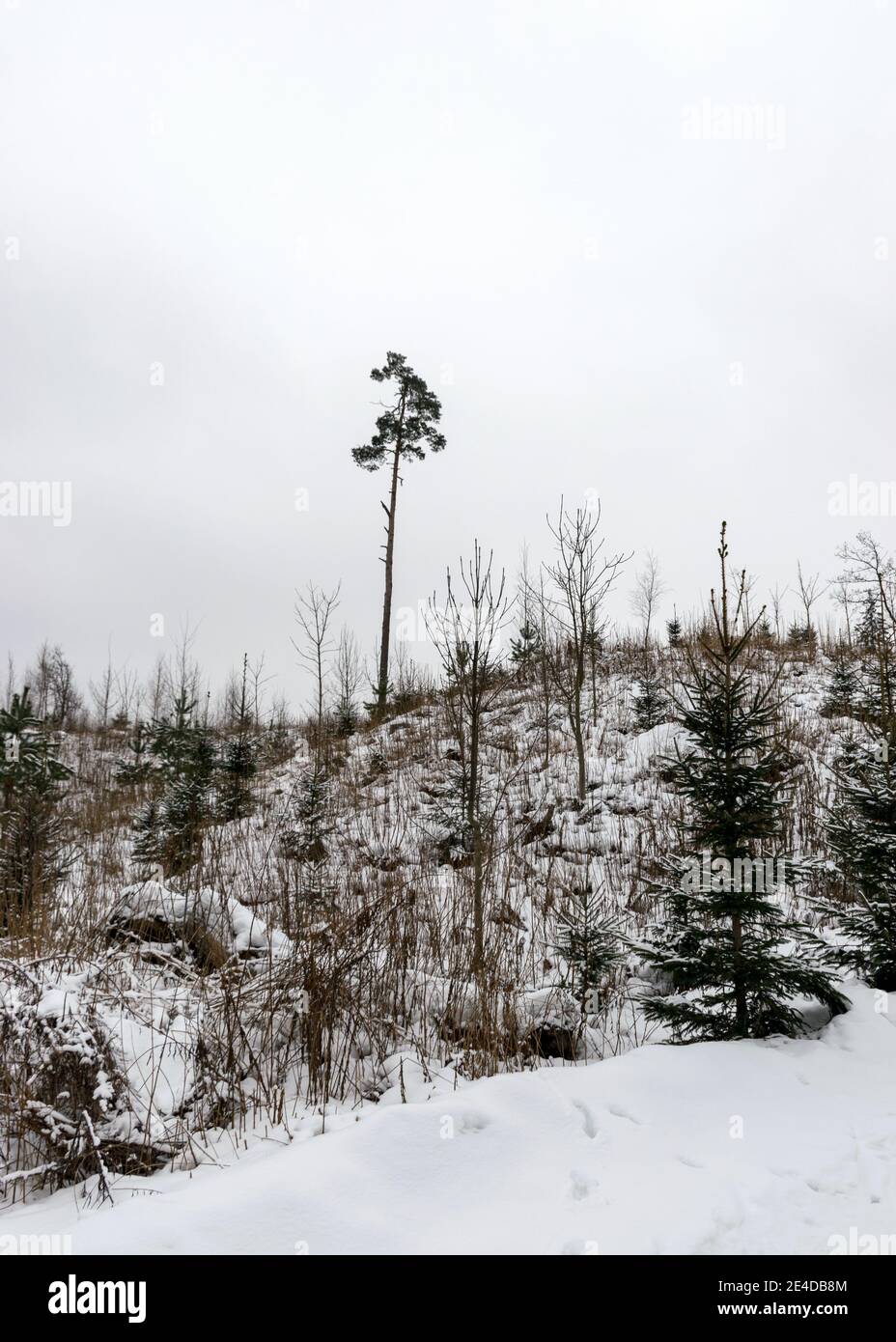 Monotonous Landscape