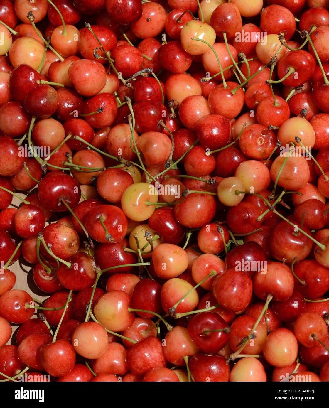 Red ripe cherry background. Cherry et market Stock Photo - Alamy