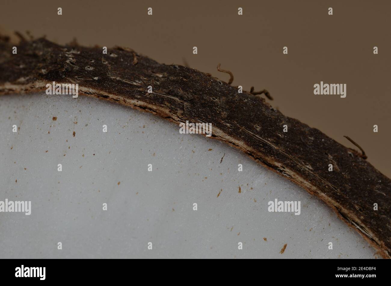 Surface of coconut hi-res stock photography and images - Alamy