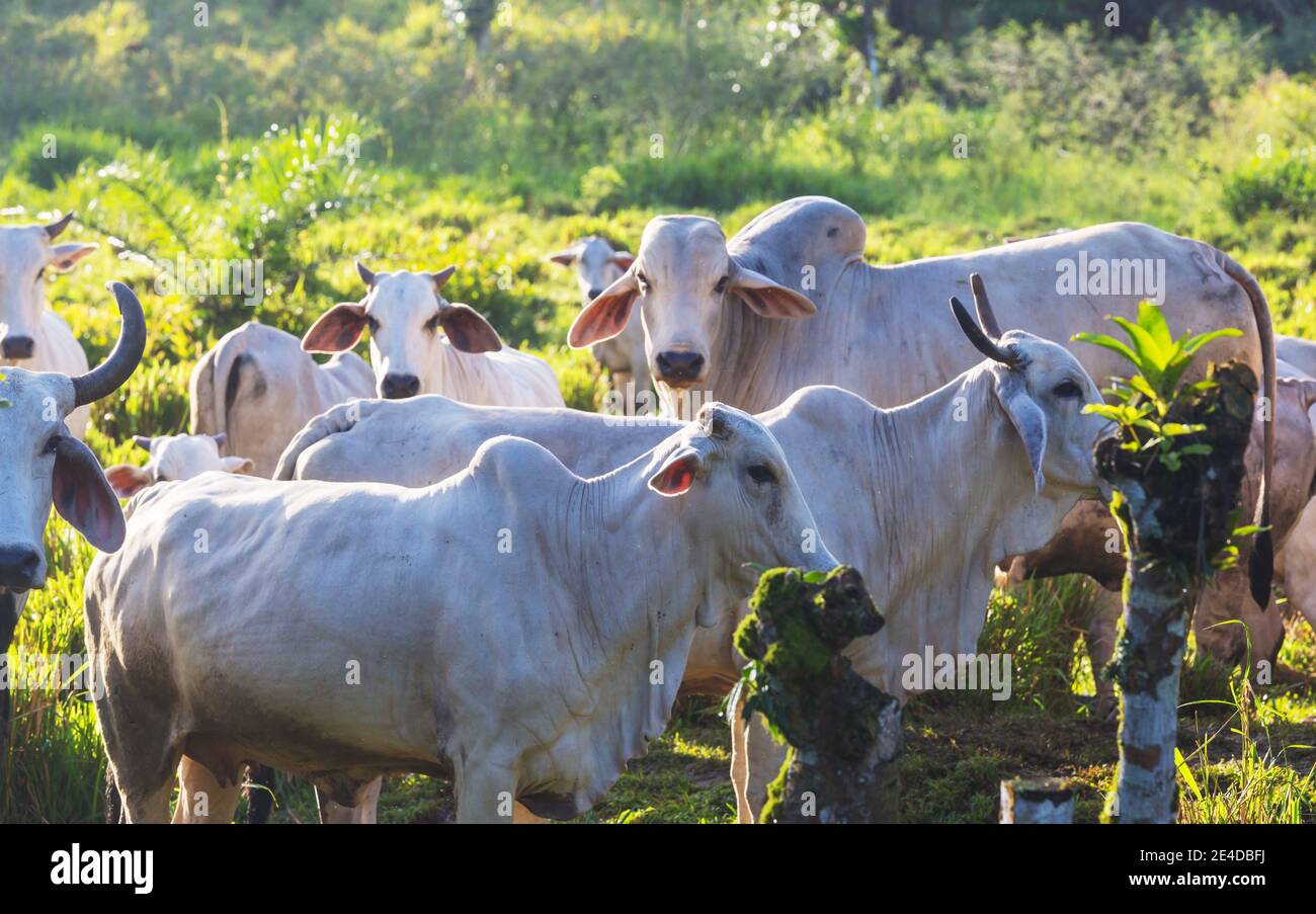 Cud symbol hi-res stock photography and images - Alamy