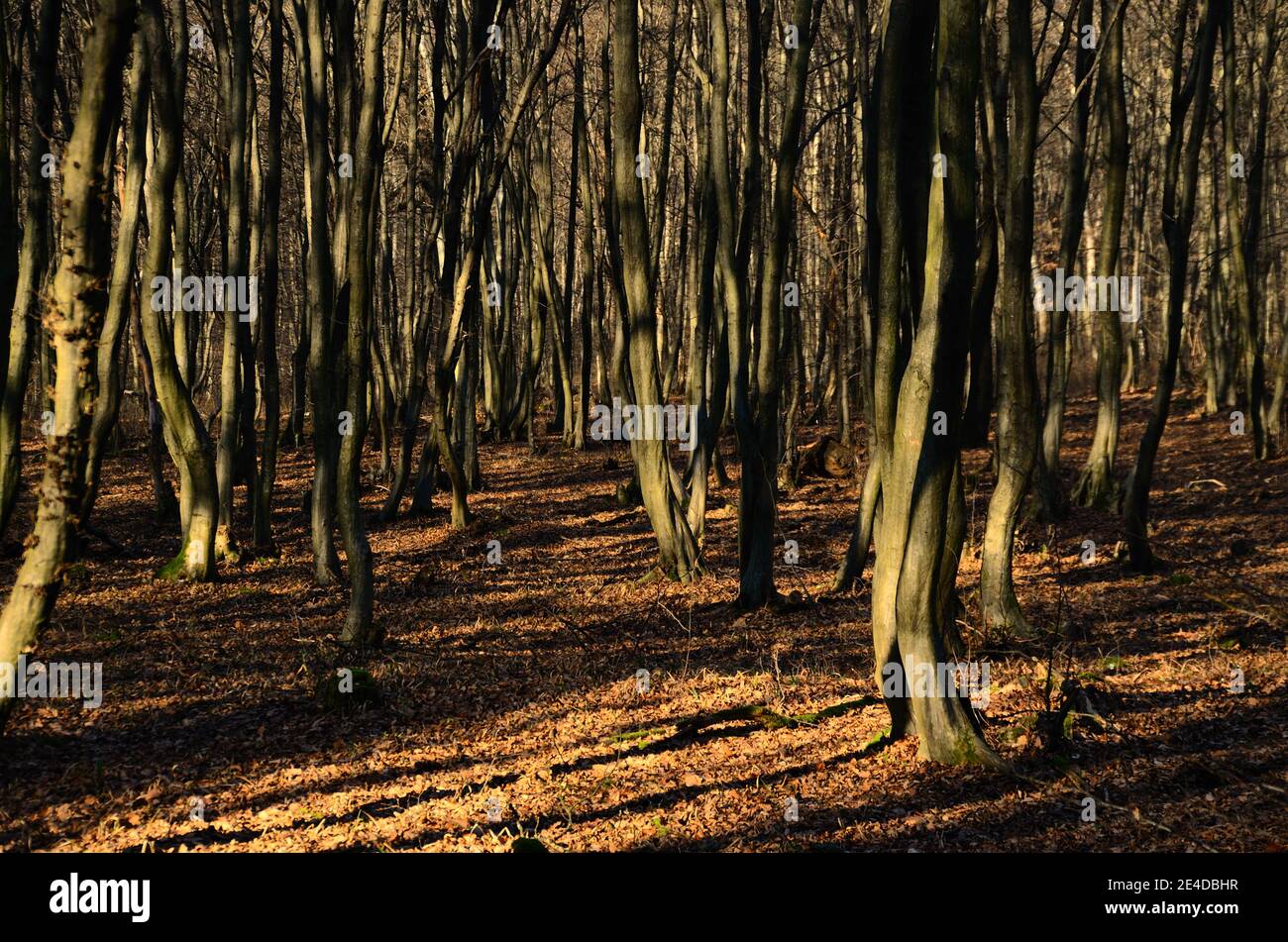 many trees with leaves in the forest and winter Stock Photo - Alamy
