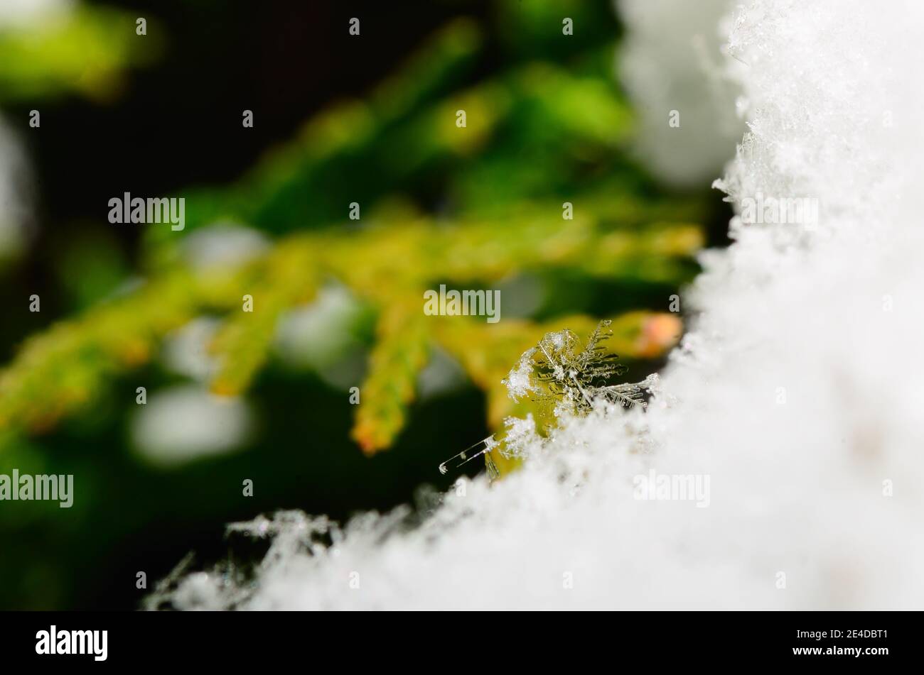 melted delicate snow crystals and colorful background Stock Photo - Alamy