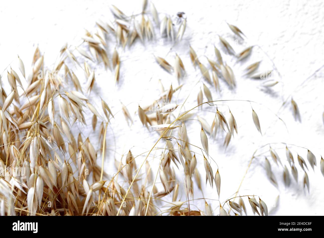 Bunch of golden oats. Oat ears . Bouquet of dried oat. Agriculture ...