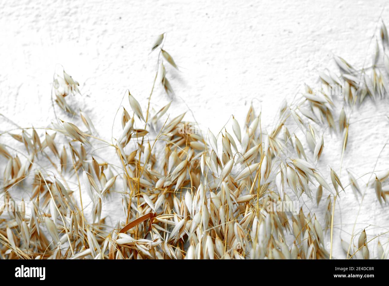 Bunch of golden oats. Oat ears . Bouquet of dried oat. Agriculture ...
