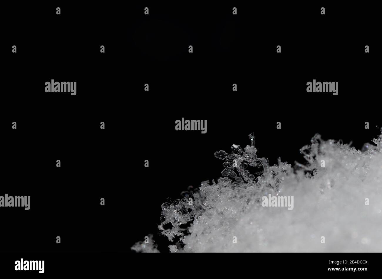 delicate translucent crystals in the snow black background Stock Photo ...
