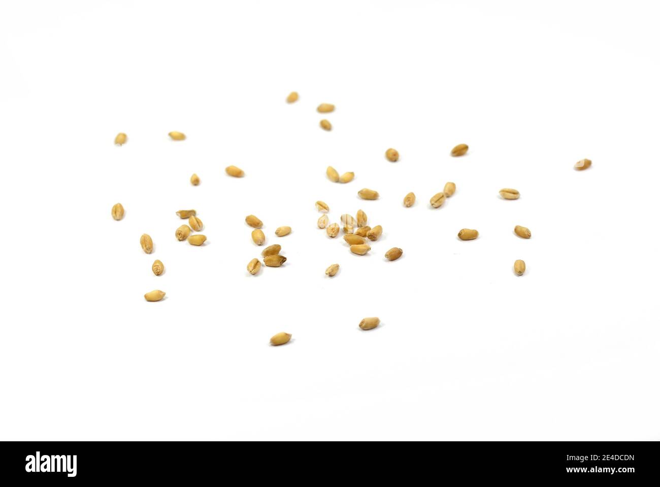 wheat grains isolated on white background Stock Photo - Alamy