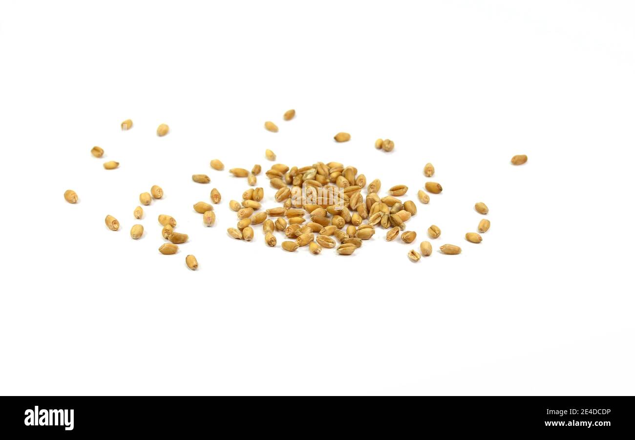wheat grains isolated on white background Stock Photo - Alamy