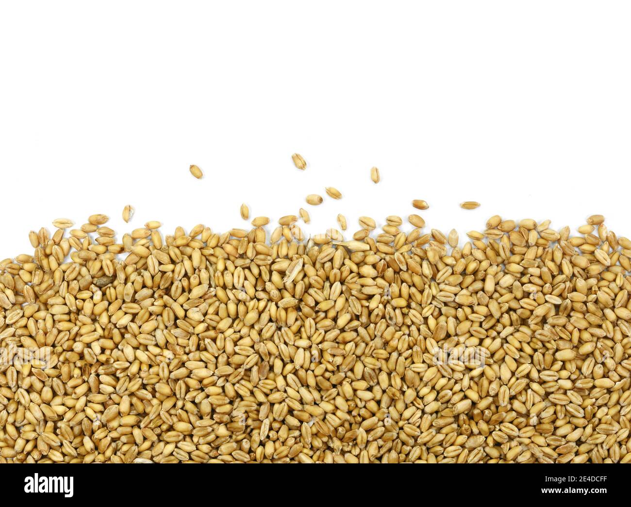 wheat grains isolated on white background Stock Photo - Alamy