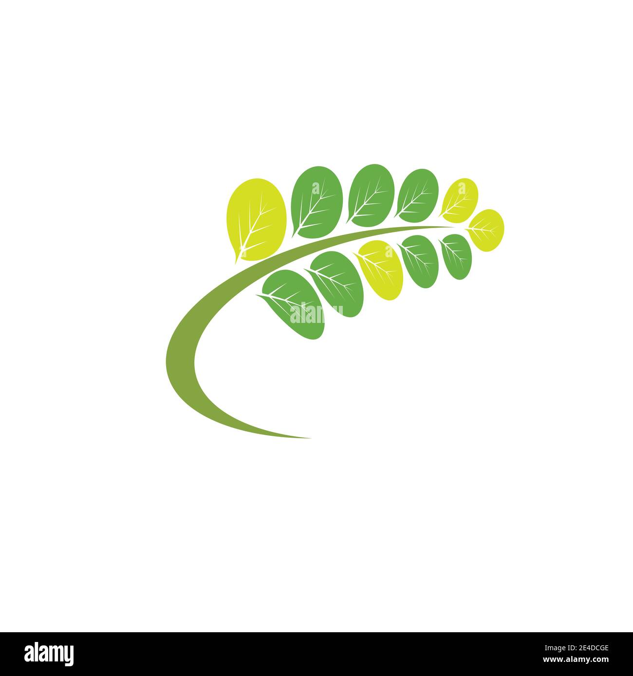 Moringa leaf Logo Template vector symbol nature Stock Vector Image ...