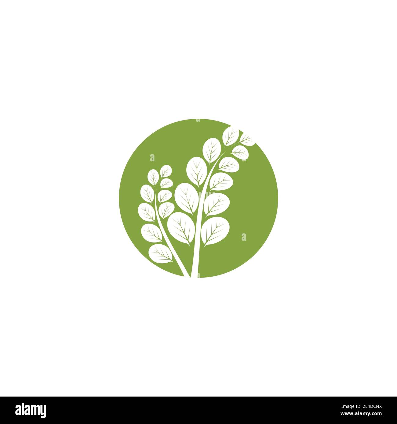 Moringa leaf Logo Template vector symbol nature Stock Vector Image ...