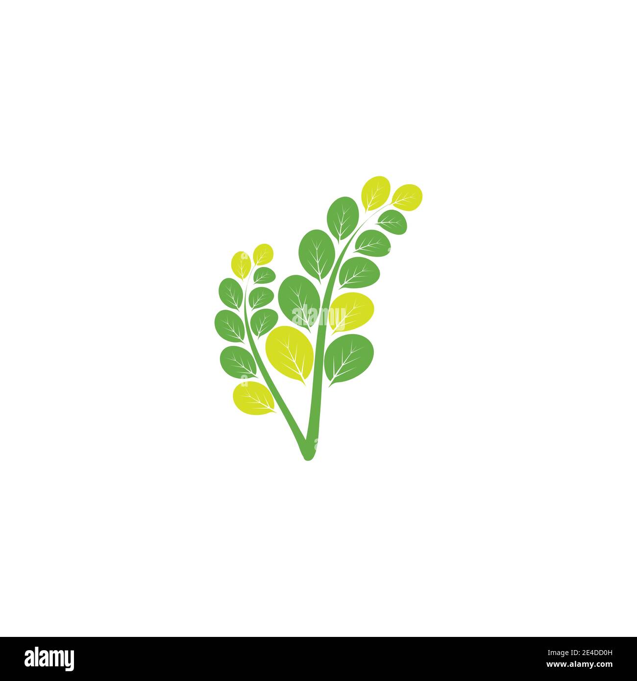 Moringa leaf Logo Template vector symbol nature Stock Vector Image ...