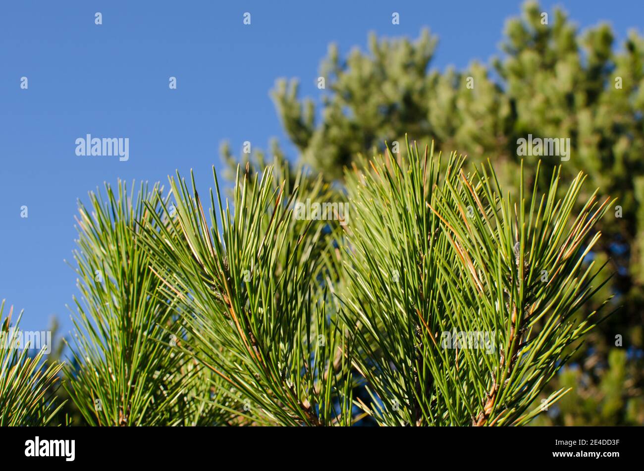Needles on the tree hi-res stock photography and images - Alamy