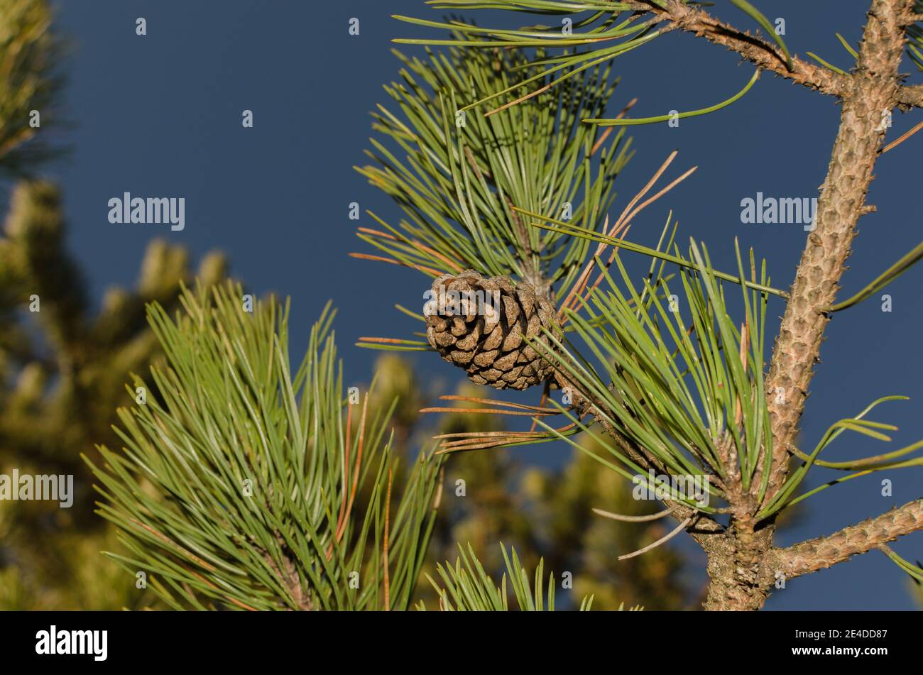 pinecone and needles on pine tree Stock Photo - Alamy