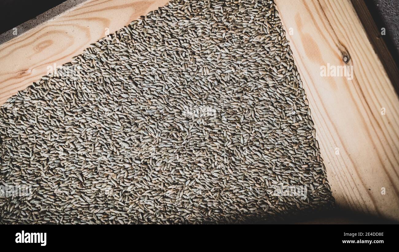 Wheat grains at mill storage. Close up. Good harvest of farmers, big ...