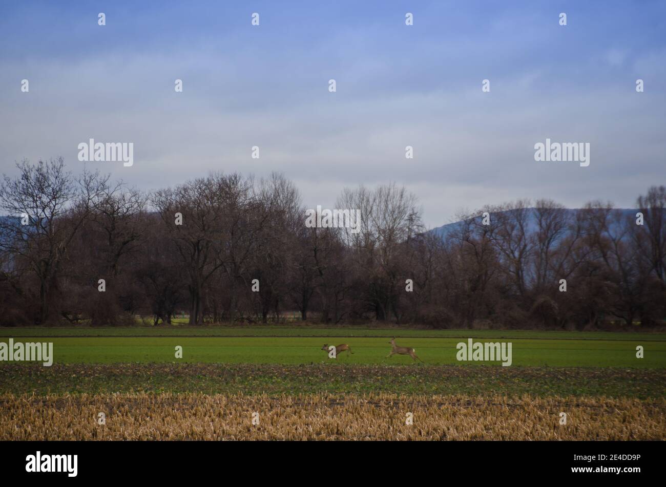 two deer running on the field in the nature Stock Photo - Alamy