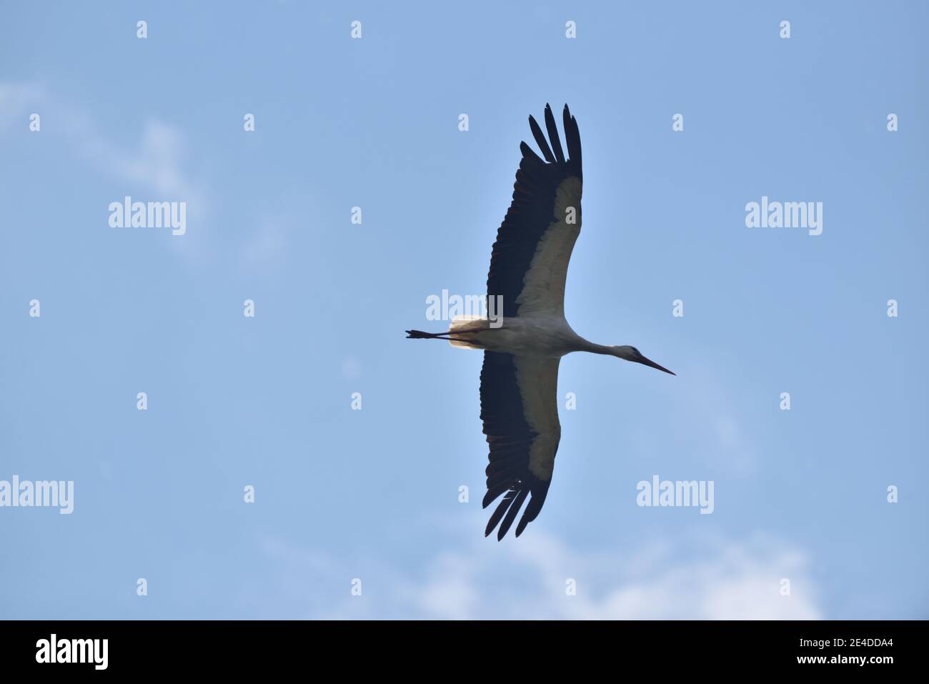 stork in flight on a background of blue sky Stock Photo - Alamy