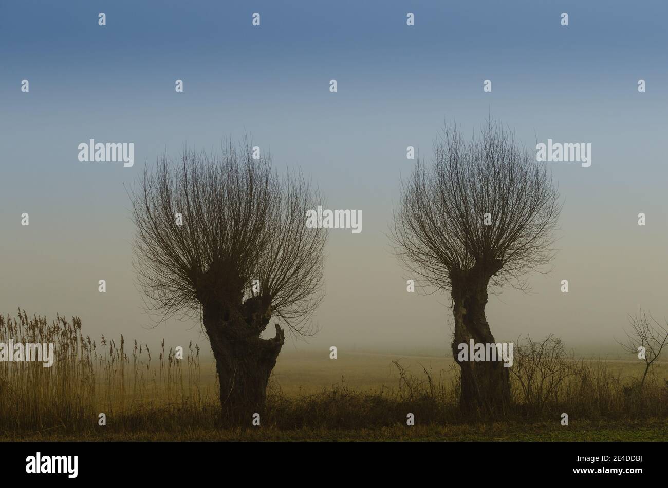 two willow tree and reed Stock Photo - Alamy