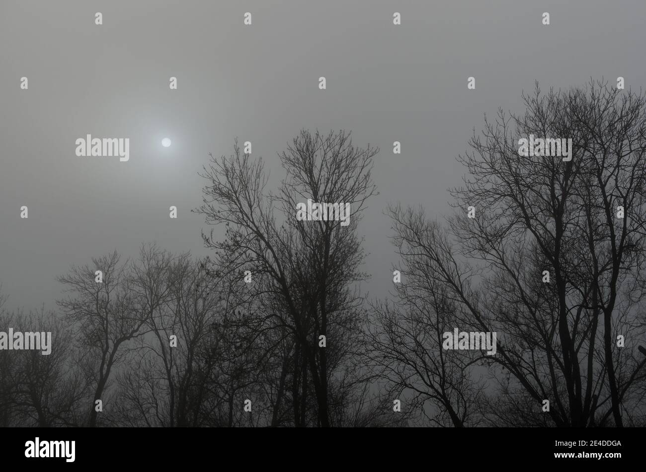 weak sun at trees in the dense fog Stock Photo - Alamy