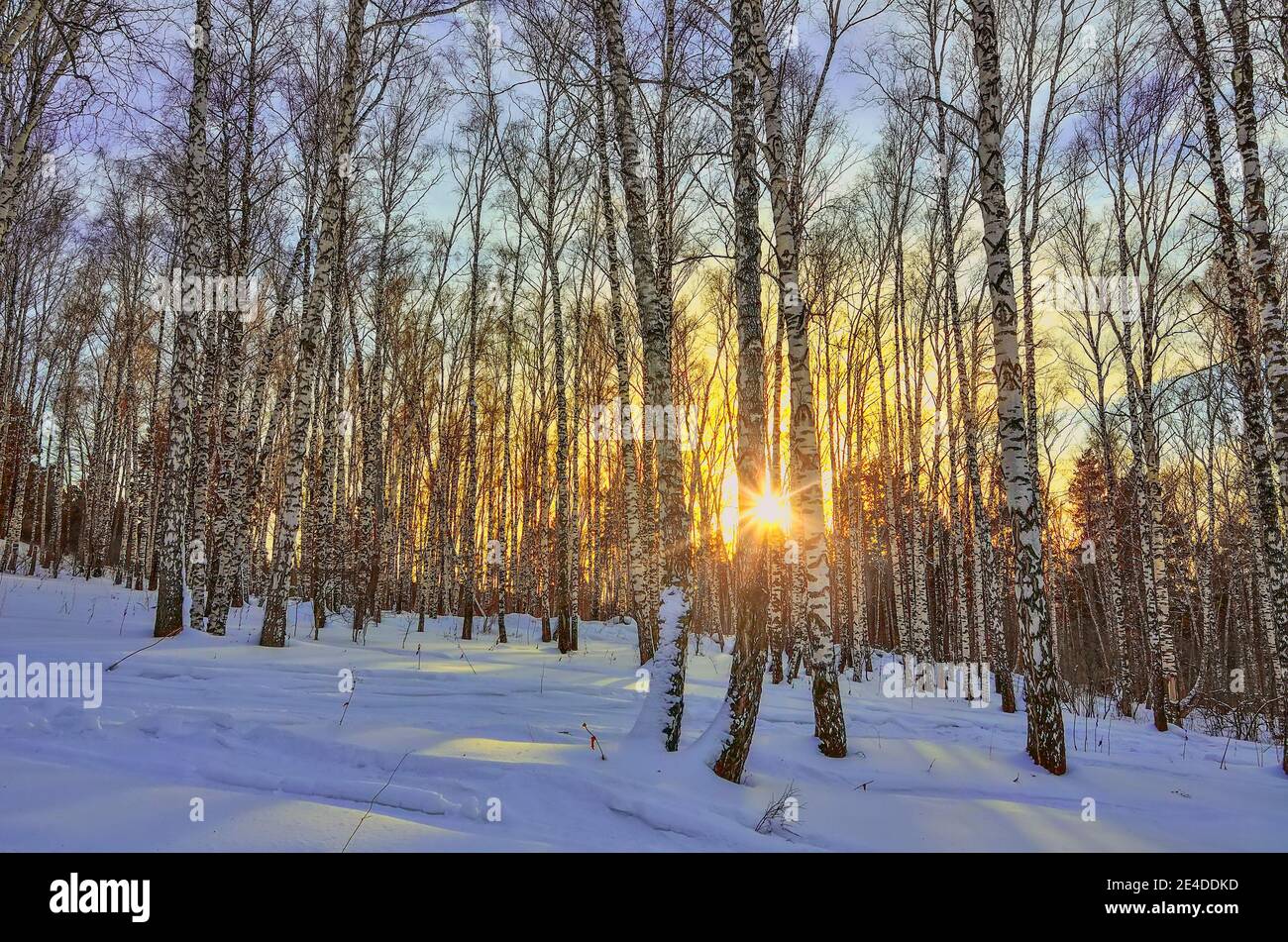 Winter Sunset in the birch forest. Golden beams of sunlight among white ...