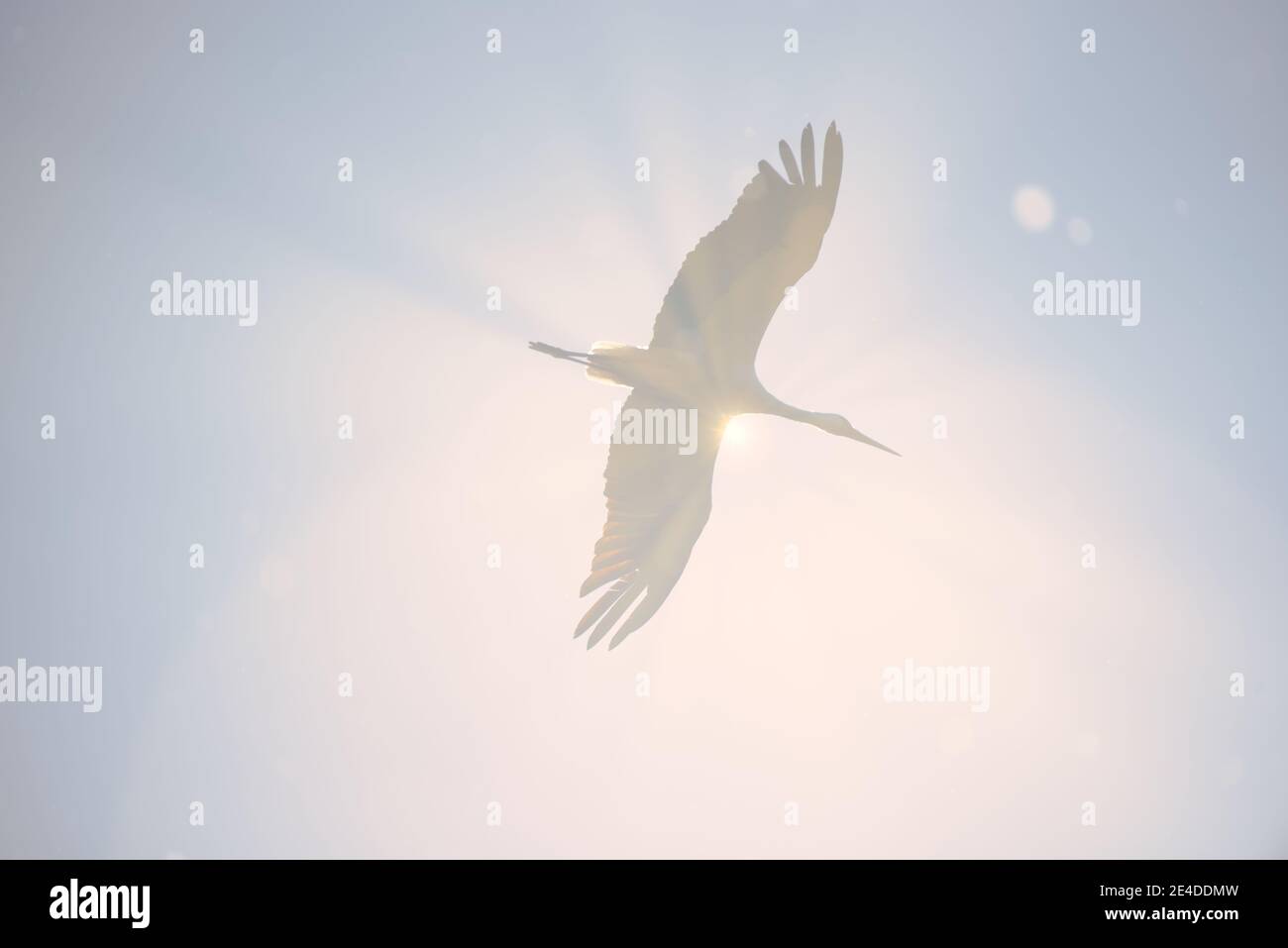 Stork flying in the sky hi-res stock photography and images - Alamy