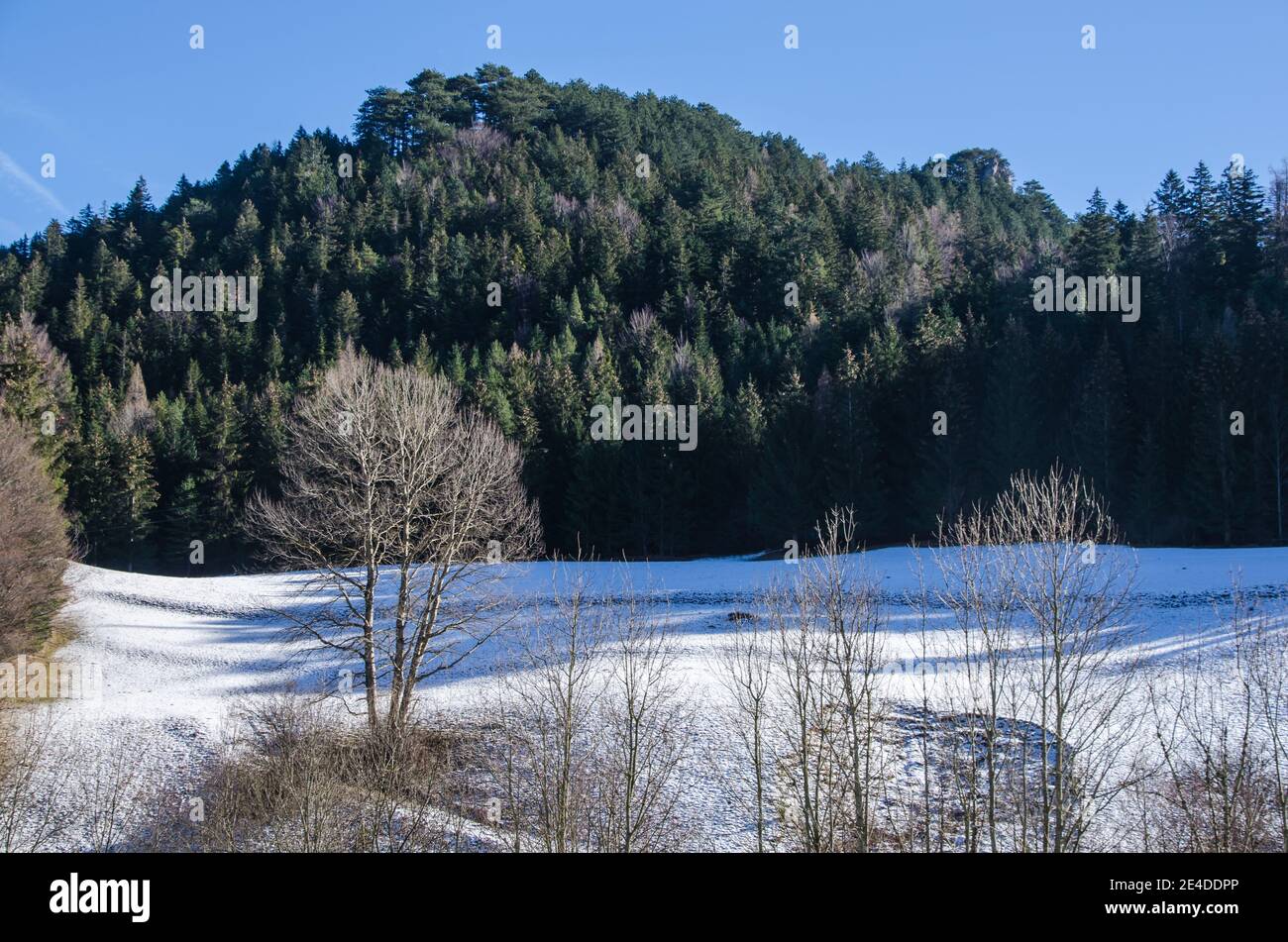 forest and snowscape in winter Stock Photo - Alamy