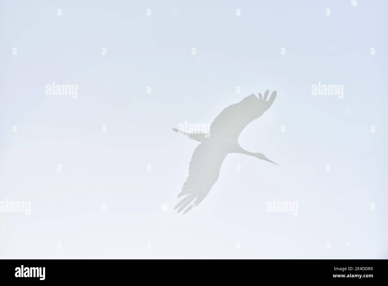 Stork flying in the sky hi-res stock photography and images - Alamy