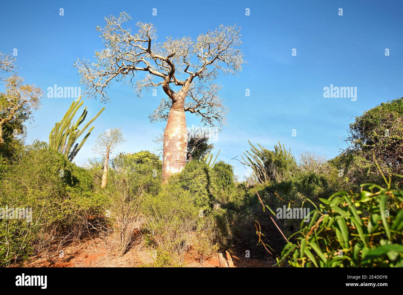 Forest with small baobab and octopus trees, bushes and grass growing on ...