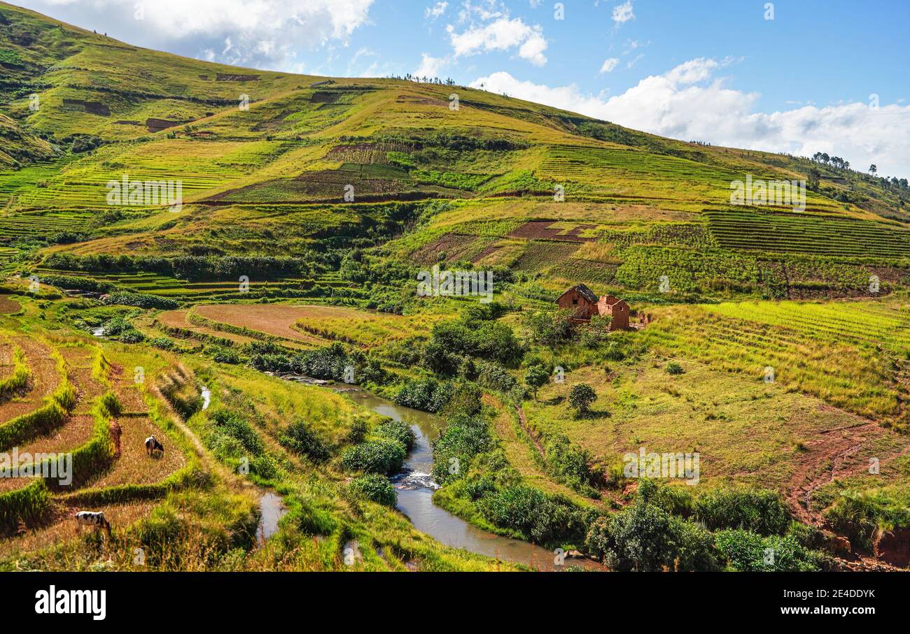 Typical Madagascar landscape - green and yellow rice terrace fields on ...