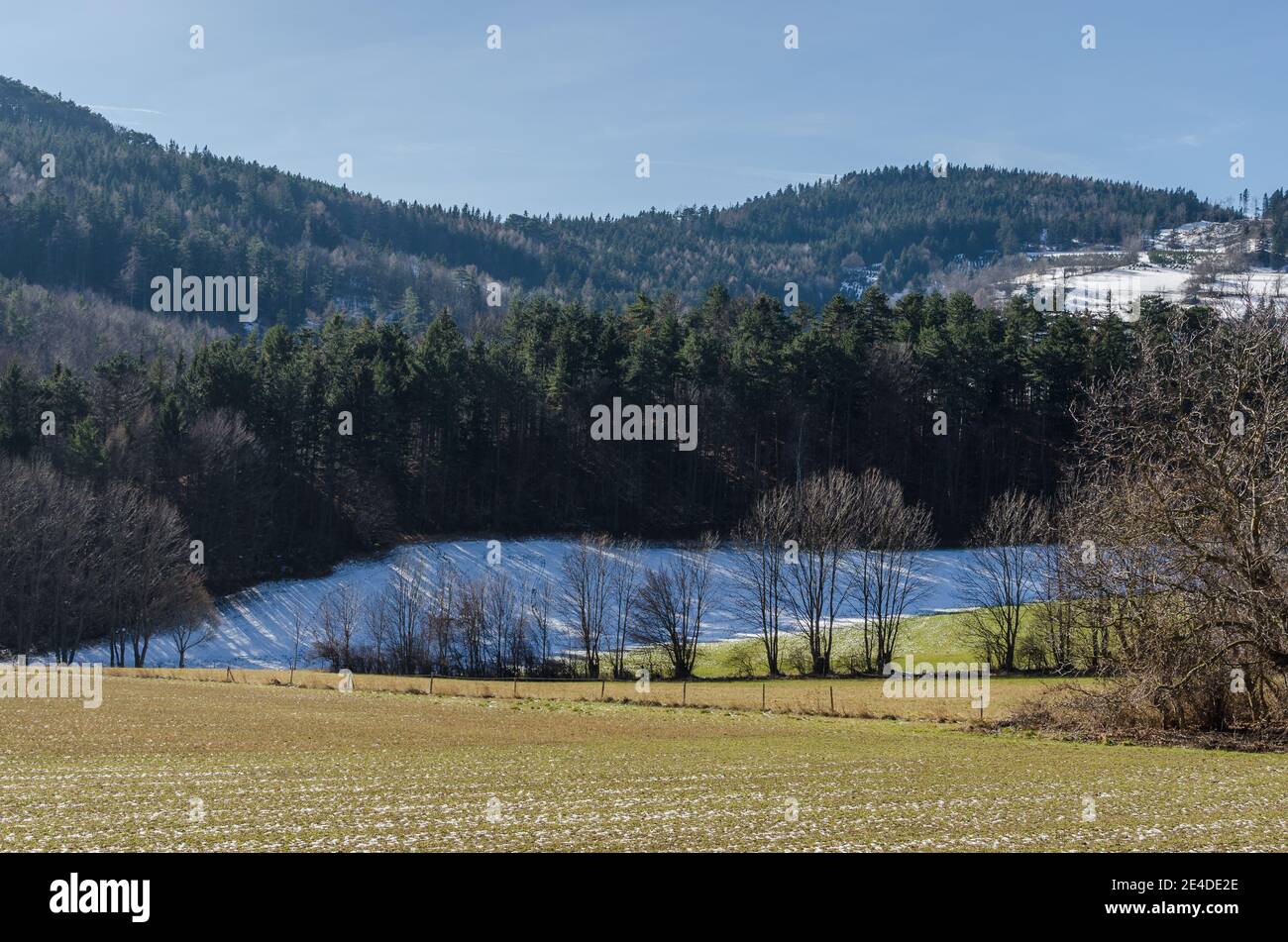 trees on forest with snow Stock Photo - Alamy