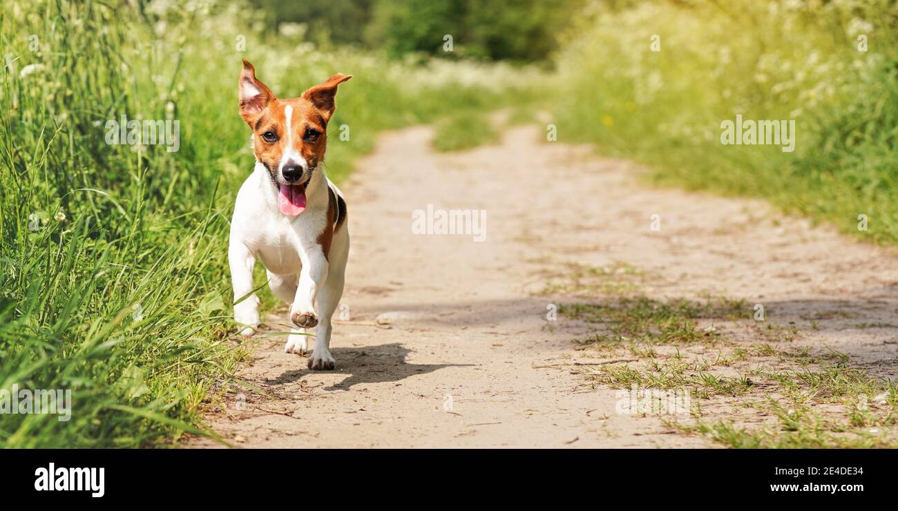 Dog running towards camera hi-res stock photography and images - Alamy