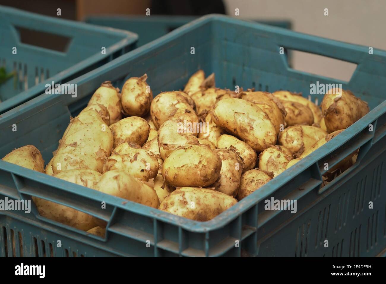 Container harvest potatoes hi-res stock photography and images - Alamy