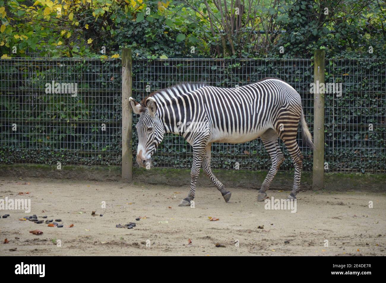 Grevy zebra (Equus grevyi) in the Frankfurt zoo Stock Photo - Alamy
